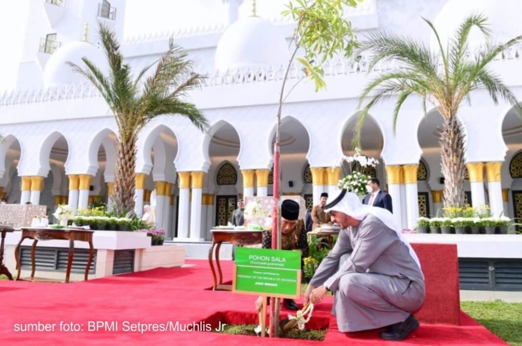 Penanaman Pohon Sala Jadi Tanda Peresmian Masjid Sheikh Zayed Solo ... Penanaman Pohon Sala Jadi Tanda Peresmian Masjid Sheikh Zayed Solo ...